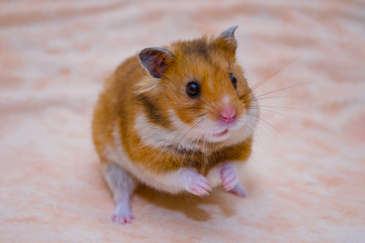 Hámster, ¿que tipos podemos tener como mascota?